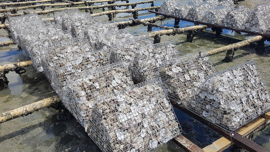 Dawson's Oyster Supplies | Repurposing Oyster Shells for Environmental Benefits
