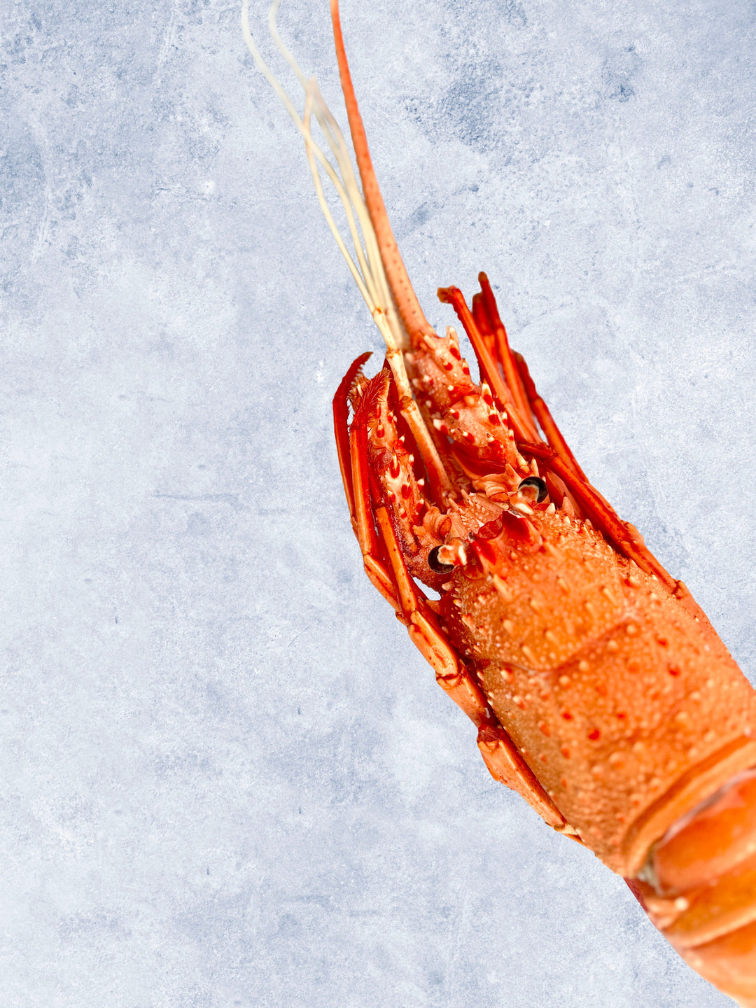 Dawson's Oyster Supplies | Crustaceans & Molluscs