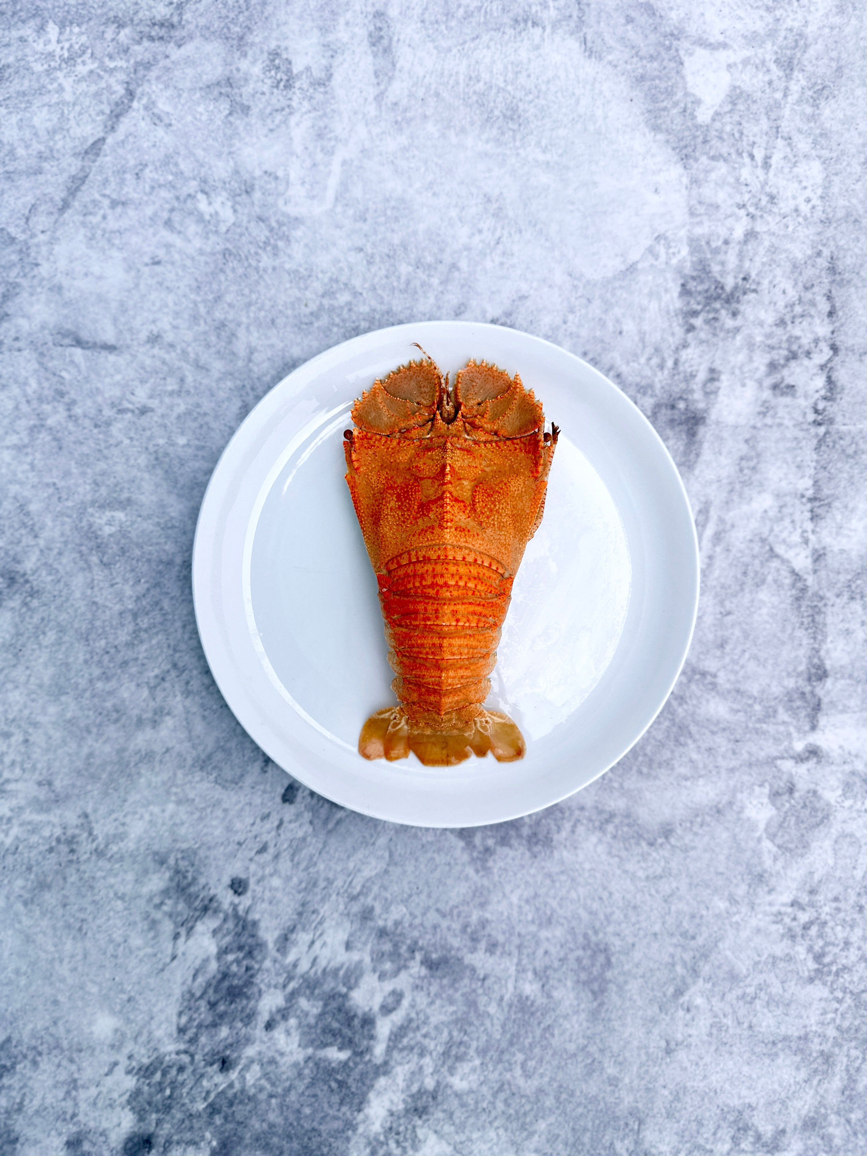 Moreton Bay Bug – Dawson's Oyster Supplies