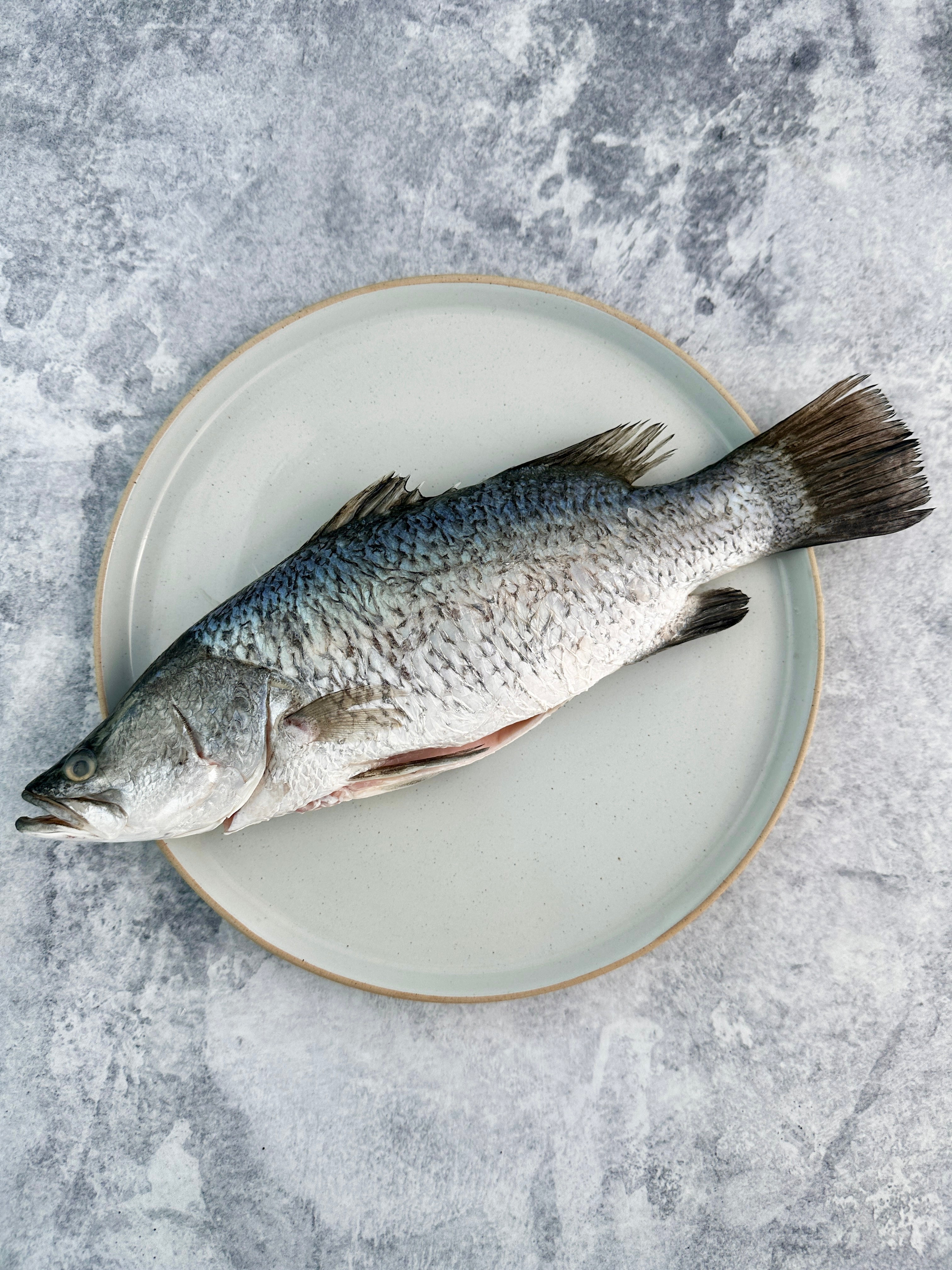 Whole Baby Barramundi – Dawson's Oyster Supplies