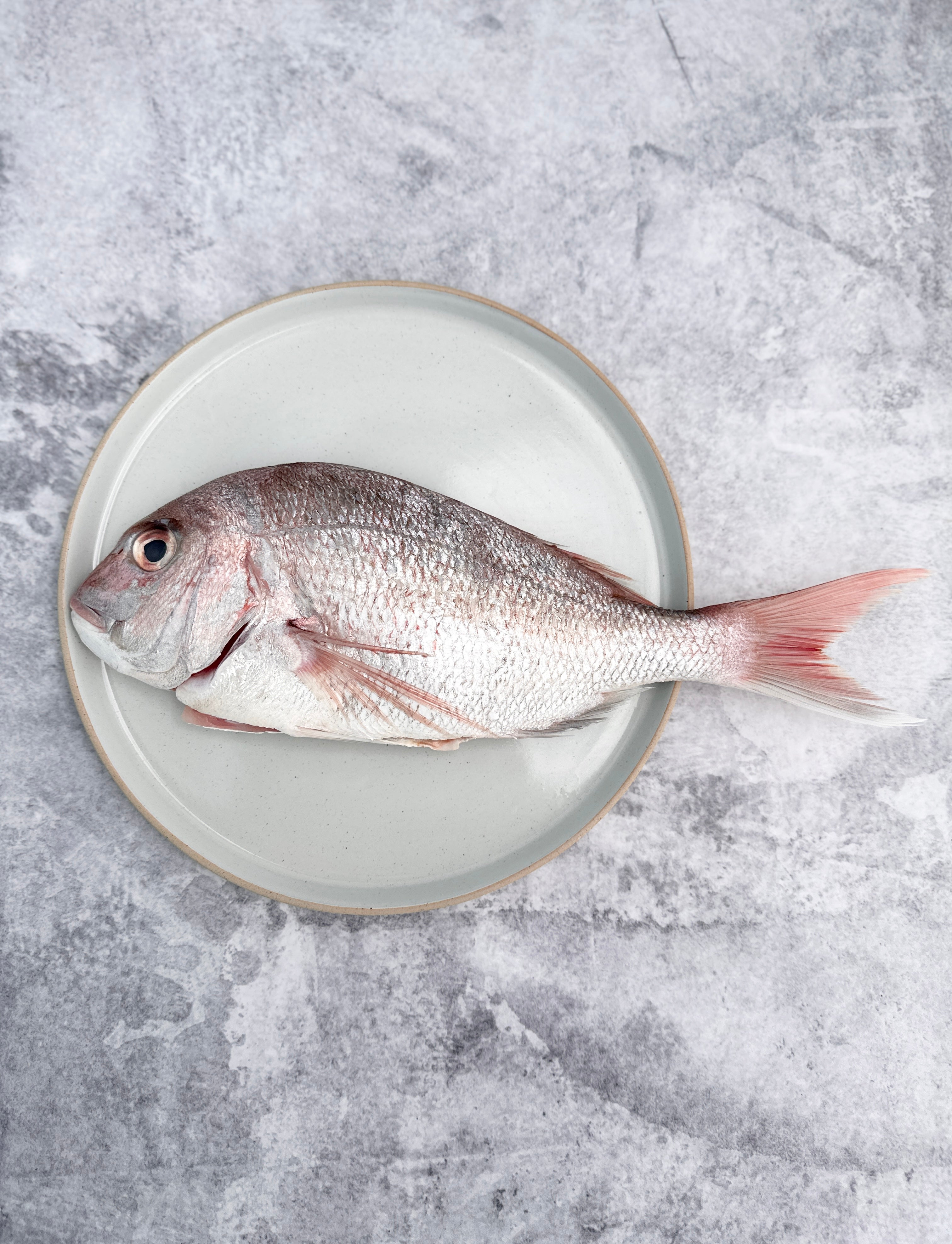 White Snapper Fish MEDIUM SNAPPER 900G 1KG (1 FISH)