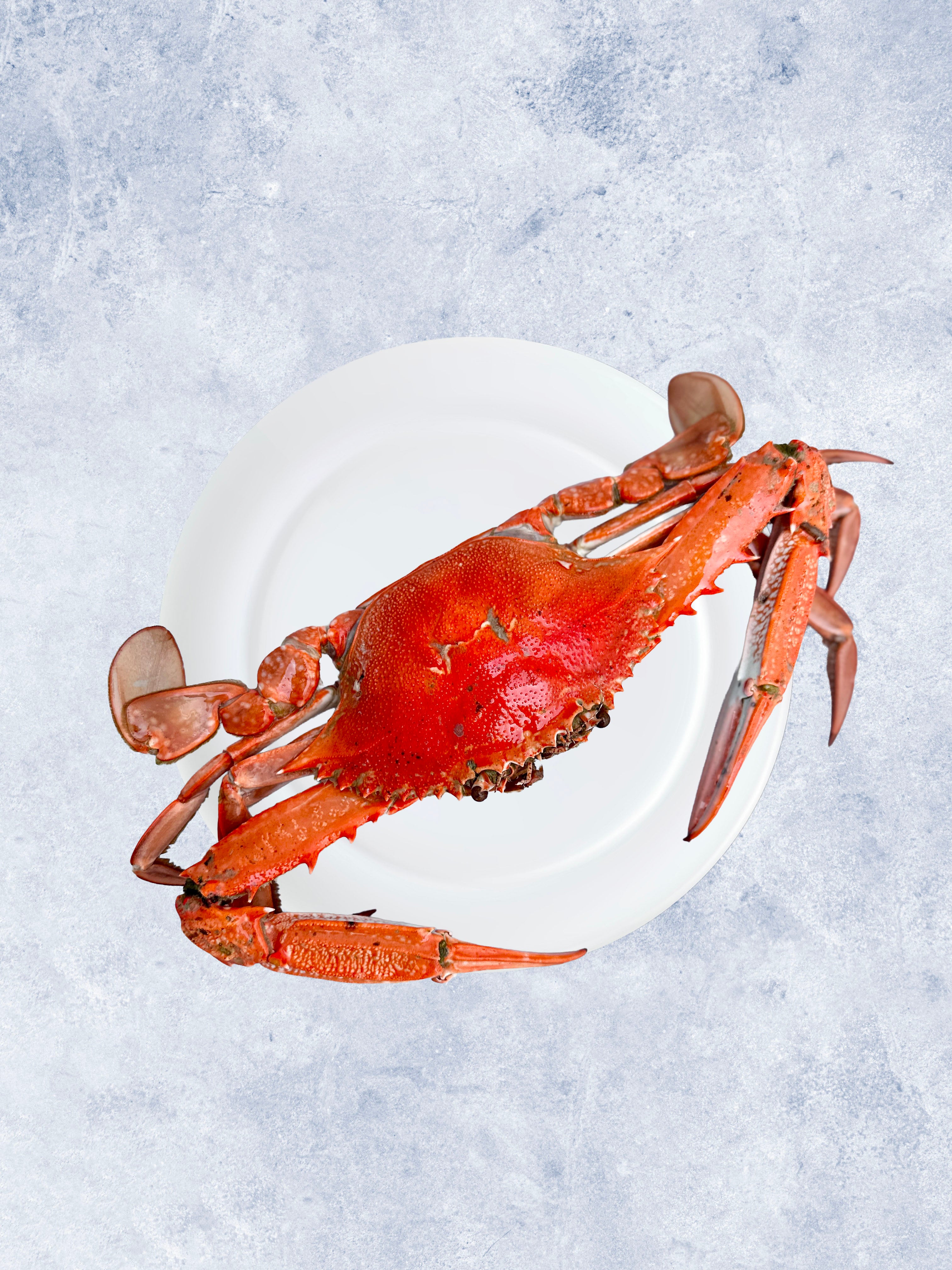 Blue Swimmer Crab – Dawson's Oyster Supplies
